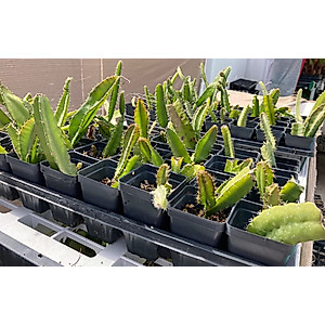 Yellow Dragon Fruit - "Yellow Dragon" Dragon Fruit - Selenicereus 'Yellow Dragon'