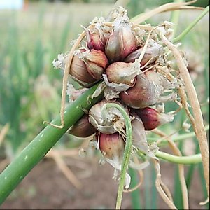 10 Walking Onion Bulbs for Planting, Small Bulblets, Egyptian Walking Onion Bulb