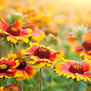 Bee and Butterfly Wildflower Seeds - Bulk Flower Seed Mix with Over 30,000 Premium Seeds- Stunning Blooms - Attracts Pollinators, Bees, Butterflies - Perennial, Annual