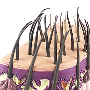 KH66ZKY Human Hair Anatomical Magnification Model - Skin Model - Hair Growth Process Hair Follicle Anatomy for School Teaching Equipment