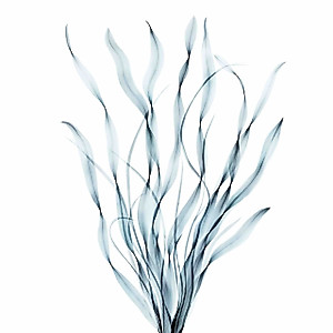 Nexxus Hydra-Light Leave-In Foam, for Normal to Oily Hair 5.5 oz