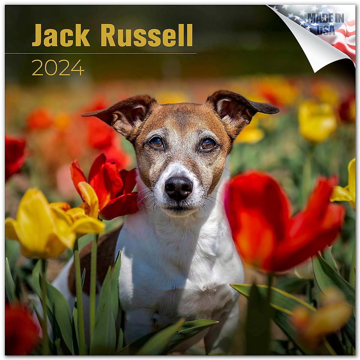 2023 2024 Jack Russell Calendar - Dog Breed Monthly Wall Calendar - 12 x 24 Open - Thick No-Bleed Paper - Giftable - Academic Teacher's Planner Calendar Organizing & Planning - Made in USA