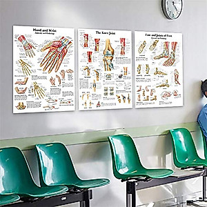 UNIEARTH Vascular System Science Anatomy Posters for Walls Medical Nursing Students Educational Anatomical Human Organs Skeletal Muscles Poster Chart Medicine Disease Map for Doctor Enthusiasts Kid's Enlightenment Education W,20*30inches