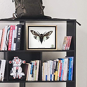 Real Exotic Cicada Opens Wings - Taxidermy Collection Framed in a Wooden Box As Pictured (Blue Wings, Wooden Box)