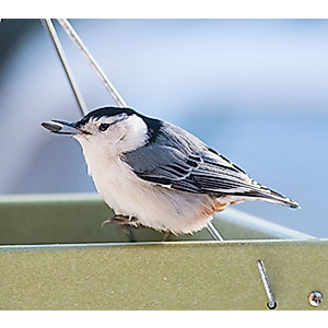 Audubon Park Songbird Selections 11980 Multi Wild Bird Food with Fruits and Nuts, 15 lb