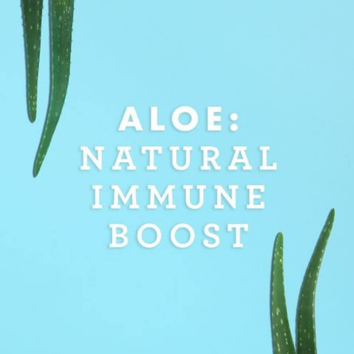 Lily Of The Desert Aloe Vera Juice Drink, Inner Fillet, Vegan Dietary & Immune Support, Gluten Free Liquid Digestive Aid, No Water Added, 16 Fl Oz