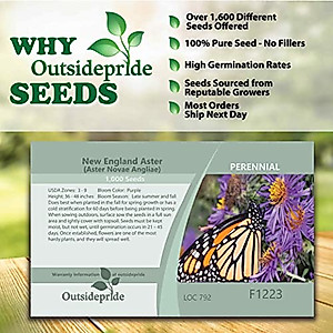 Outsidepride Perennial New England Aster Wild Flowers - 1000 Seeds