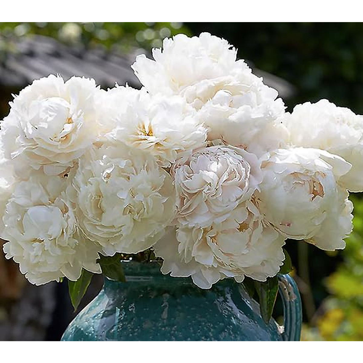 Marde Ross & Company Duchess De Nemours Double White Peony Bulbs - Bare Root 3-5 Eyes, Delightful Fragrance | Peony Plants for Planting Outdoors