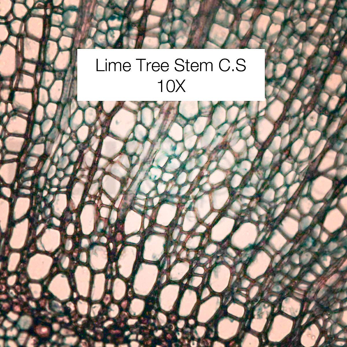 BoliOptics 25 Prepared Microscope Slides General Biology Specimen Set Plant Animal Human Anatomy Cells for Students Hobbyists Beginners Kids Homeschool, SL39901006