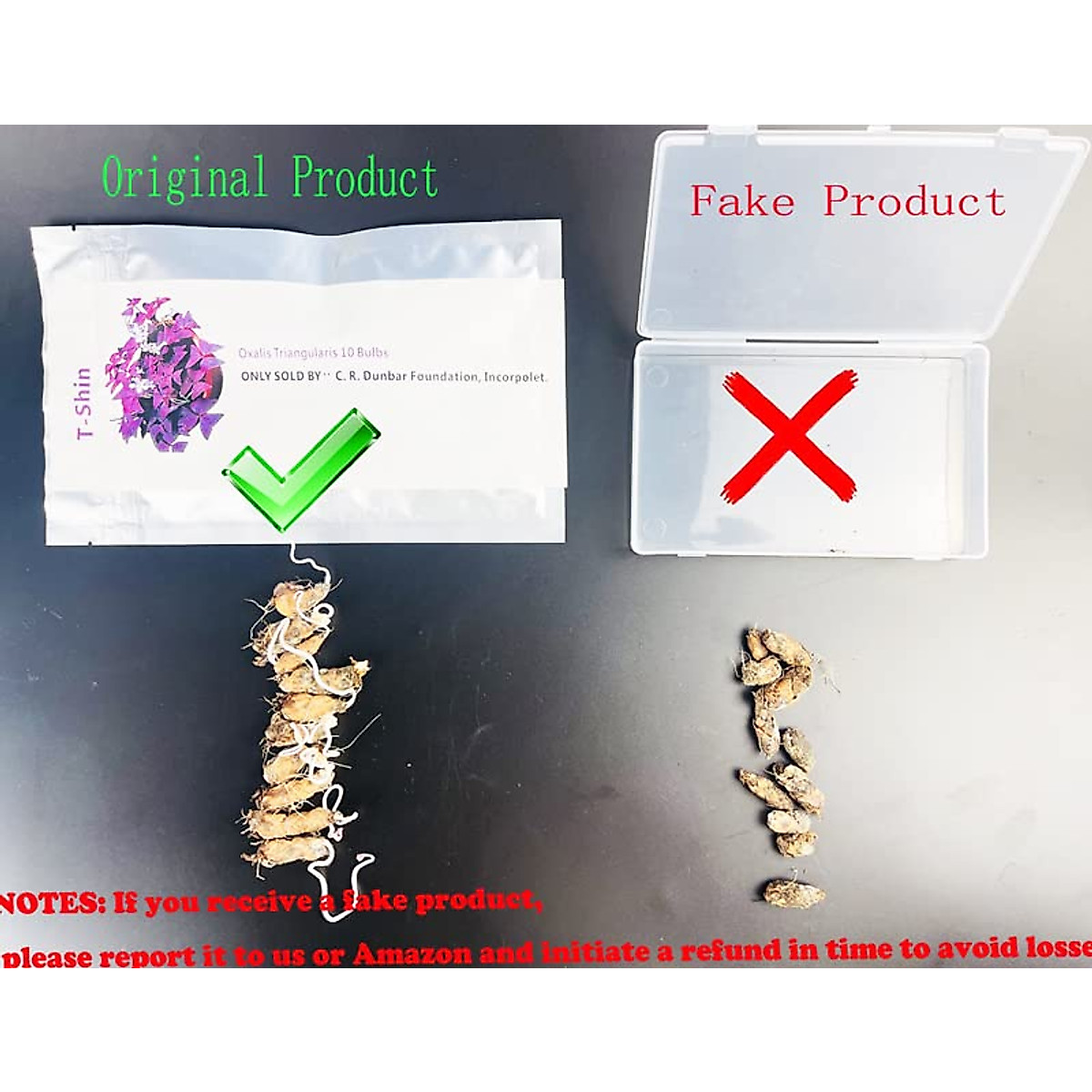 Oxalis Triangularis 10 Bulbs Purple Shamrocks Lucky Lovely Flowers Bulbs Grows for Garden and pots