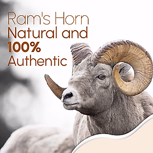 Traditional Shofar from Israel, Jewish Natural Musical Instrument, Clear Sounding Authentic Horn Shofar, Beautiful Sounding Shofar, Natural Ram Horn Shofar (10"-12")