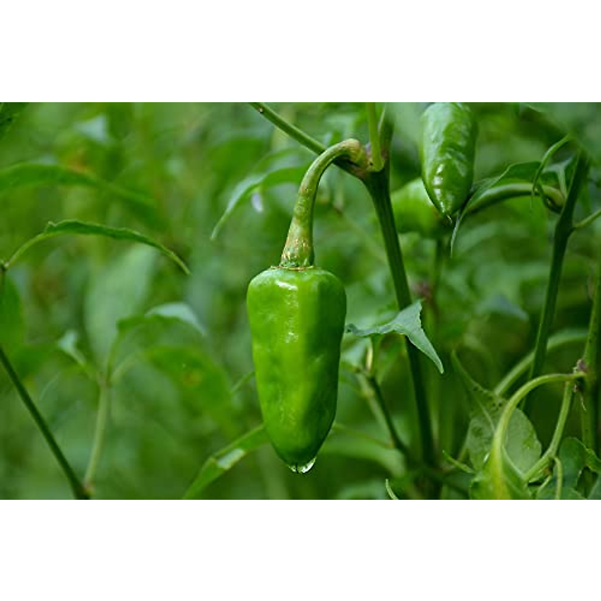 Sweet Cascadura Pepper Seeds , 50+ Heirloom Seeds Per Packet, (Isla's Garden Seeds), Botanical Name: Capsicum annuum, Non GMO Seeds