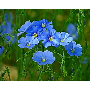 Flax Blue Nice Garden Flower by Seed Kingdom 6,000 Seeds
