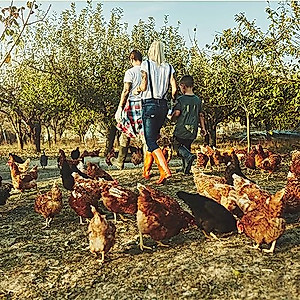 RANZ 10LBS Non-GMO Dried Mealworms for Chickens, High Protein Meal Worms, Whole Large Mealworms for Wild Birds, Ducks, Hedgehogs, Reptiles. Premium Chicken Feed, Perfect Bird Food and Chicken Treats