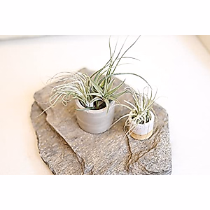 Tillandsia Air Plants Live Indoor Plants (6PK), Airplants Variety Live Plant Kit, Tropical Plants Live Houseplants, Air Plant Live Succulents Plants Live Plants Indoor House Plants by Plants for Pets