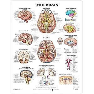 The Brain Anatomical Chart
