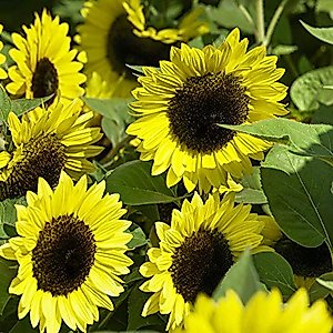 Outsidepride Helianthus Annuus Lemon Queen Sunflower Garden Cut Flower & Border Plant - 1 LB