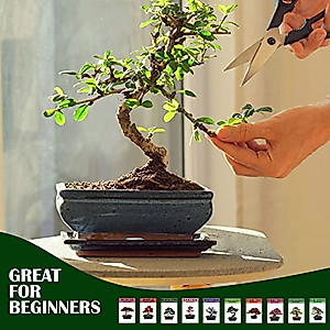 Meekear 10 Bonsai Seeds Kit, Growing into Acacia, Wisteria, Sakura, Red Maple, Black Pine, Blue Spruce, Chinese Boxwood, Dawn Redwood, Flame Tree, Judas Tree for Indoor Outdoor Garden DIY Gifts