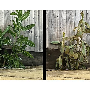 Concentrated Surfactant for Herbicides Non-Ionic 8oz, Increase Product Coverage, Increase Product Penetration, Increase Product Effectiveness