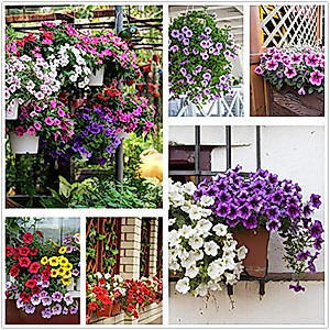 Petunia Seeds80000+Pcs 'Colour-Themed Collection'(Rainbow Colors) Perennial Flower Mix Seeds,Flowers All Summer Long,Hanging Flower Seeds Ideal for Pot