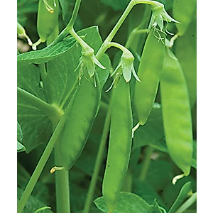 Burpee Sugar Snap Pea Seeds 300 seeds