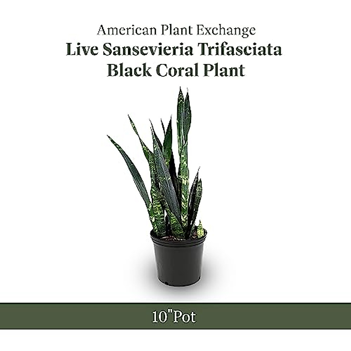 AMERICAN PLANT EXCHANGE Sansevieria Trifasciata Black Coral Live Plant, 3 Gallon, Indoor/Outdoor Air Purifier