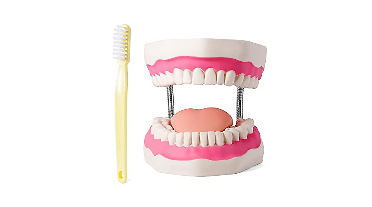 Annhua Large Anatomical Teeth Model for Dental Teaching