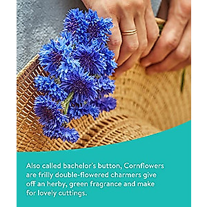 Burpee Cutting 50,000 Bulk, Multi, 1 Bag | 15 Varieties of Non-GMO Flower Perennial Wildflower Seeds Pollinator Mix | Covers 1,000 Sq. Ft, Multicolor