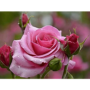 100+ Mixed Multicolored Rose Flower Seeds Perennial Flowers Rare Plants Garden Bonsai