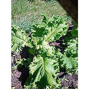 Mustard Greens Seed, Southern Giant, Heirloom, Non GMO, 25+ Seeds