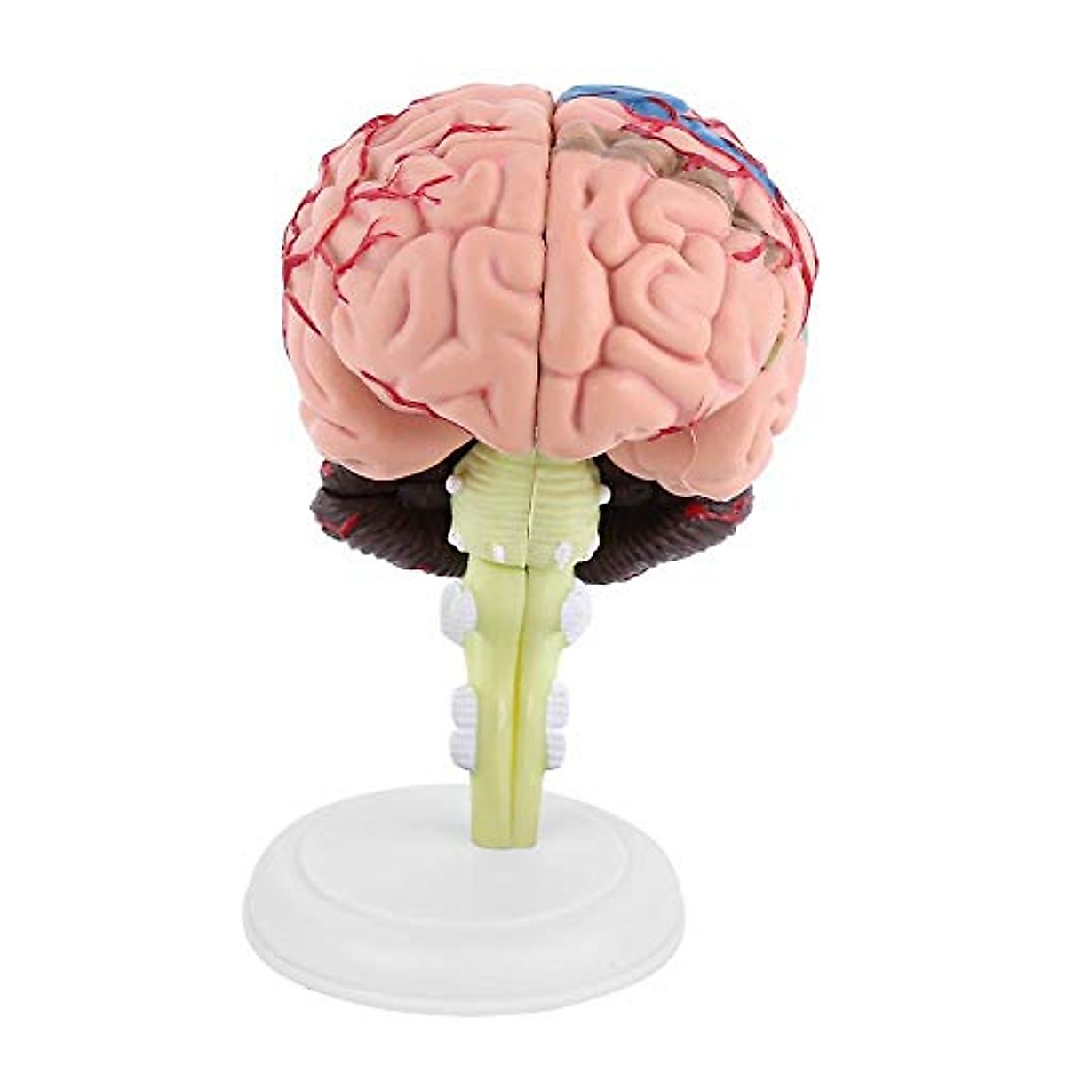 Brain Model Disassembled Human Anatomical Model Colorful 4D Structure Teaching Learning Tool for General Anatomical Study