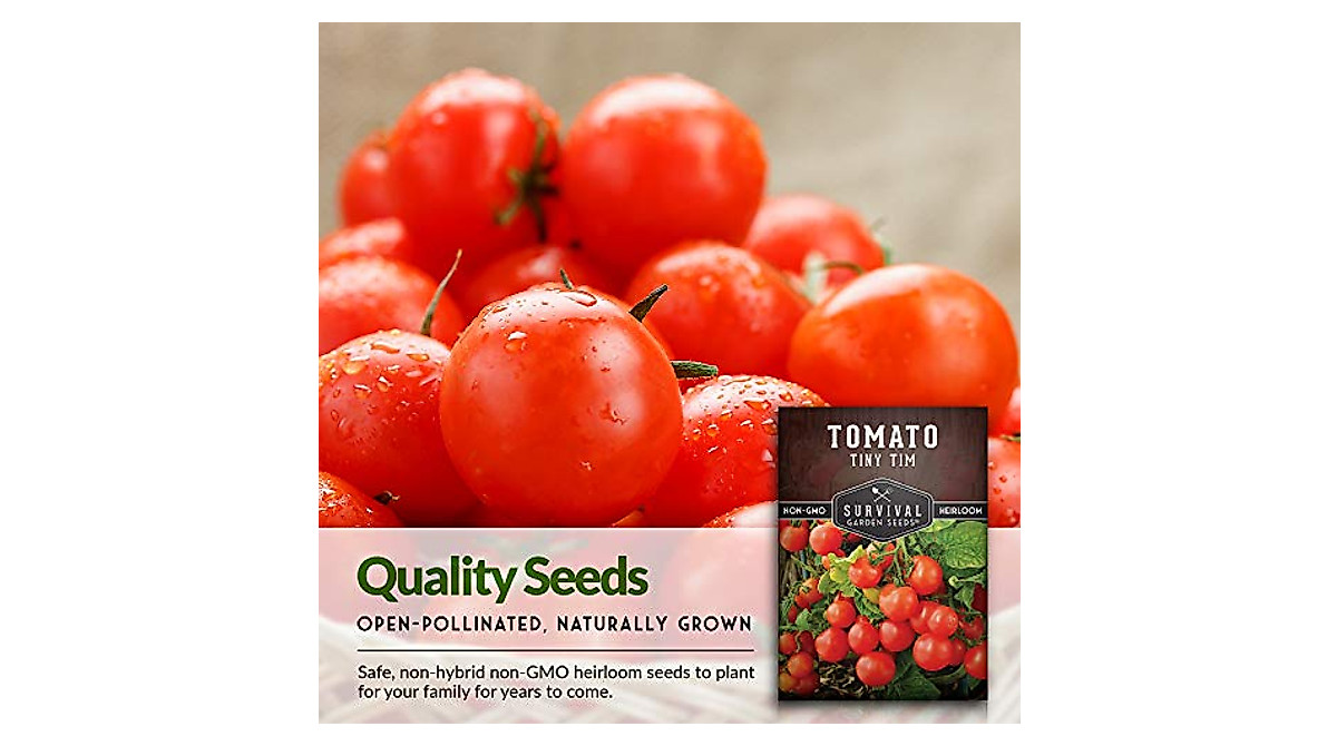 Grow Tiny Tim Tomatoes: Compact Non-GMO Seeds for Home Gardens