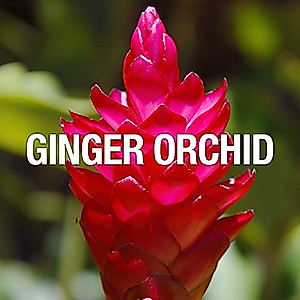 Curve Women's Perfume, Eau De Toilette Spray, Curve Wave, 3.4 Fl Oz