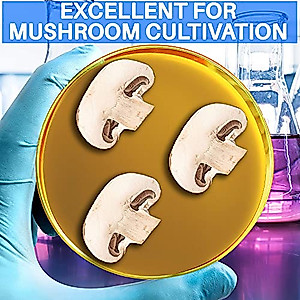 Sabouraud Dextrose Agar Powder 100grams - Evviva Sciences - Make Up to 75 Agar Petri Dishes - Premium Performance - Excellent for Mold & Fungus - Great for Mushrooms & Science Projects