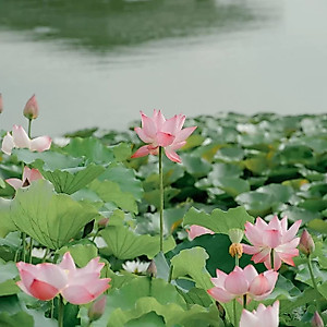 30+ Pcs Bonsai Bowl Lotus Seeds, Water Lily Flower Plant Seed Flowering Aquatic Fresh Garden Seeds for Pond Home Planting Ornamental(Mixed Color)