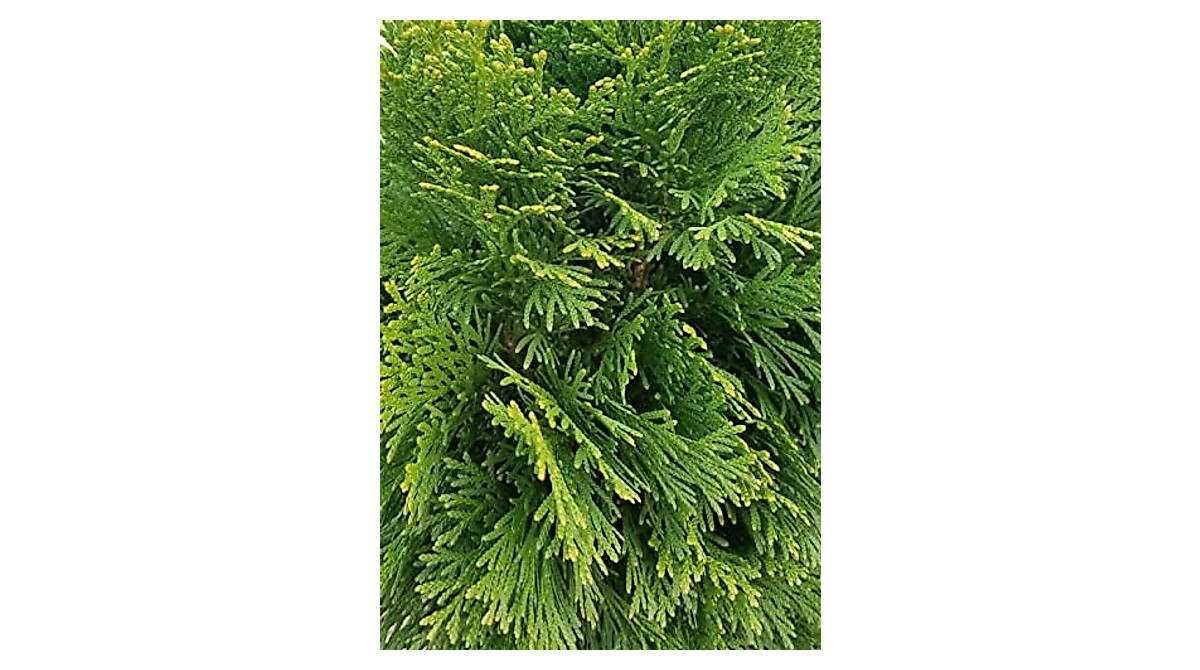 Emerald Green Arborvitae - Perfect Privacy Tree