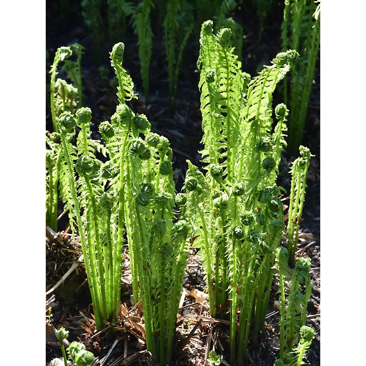 05 Ostrich Fern Bare Root Ground Cover for Planting Planting Growing Outdoor Indoor Perennial Ornaments Can Grow Pots Gift Garden