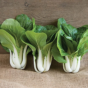 David's Garden Seeds Pac Choi Taisai 5922 (Green) 200 Non-GMO, Heirloom Seeds