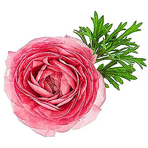 Pink French Ranunculus Corms - 12 Largest Size Corms Bulbs