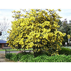 30+ Golden Mimosa Seeds Albizzia Acacia Tree Yellow Wattle Tree Flower