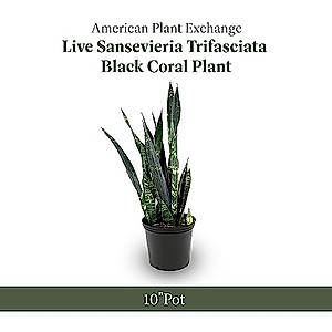 AMERICAN PLANT EXCHANGE Sansevieria Trifasciata Black Coral Live Plant, 3 Gallon, Indoor/Outdoor Air Purifier
