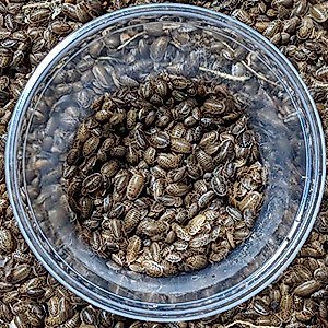 DBDPet Premium Live Dubia Roaches 1,001ct Small (0.25-0.375") - Bearded Dragon, Leopard Gecko, Phelsuma, Chameleon, and Other Small Reptile Food - Includes a Caresheet