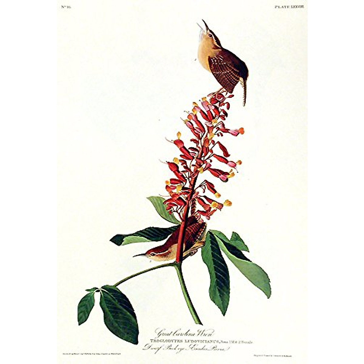 Great Carolina Wren. From"The Birds of America" (Amsterdam Edition)
