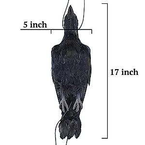 Etistta 17 inch Realistic Hanging Dead Crows Decoy Lifesize Extra Large Black Feathered Crow