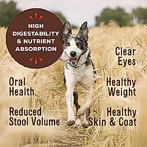 Primal Freeze Dried Nuggets for Dogs Beef, Complete Meal Freeze Dried Dog Food Healthy Grain Free Raw Dog Food, Crafted in The USA (14 oz)