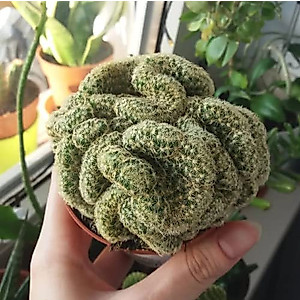 CHUXAY GARDEN Green Brain Cactus Seed,Stenocactus Multicostatus 10 Seeds Rare Succulents Plant Bloom Spring and Summer Great Houseplant Easy Care