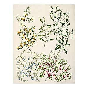 Vintage Botanical Prints | Forest Plants by Ink Inc. | Wildflower Leaves Floral Wall Art | Set of 6 8x10 Unframed