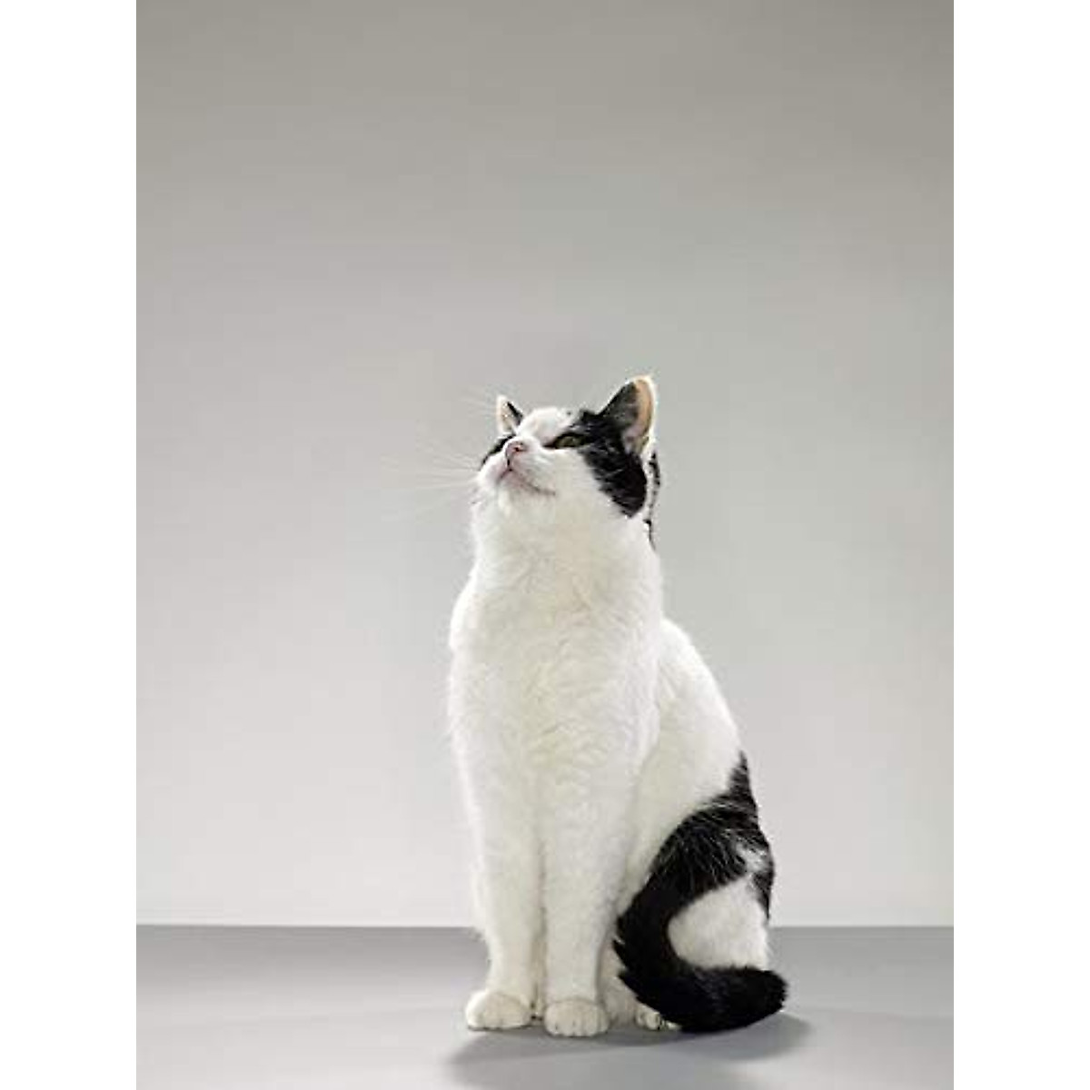 I LOVE MY PETS LLC Vitamins for Cats Senior Cats - Ultra Vitamins - CAT Health - Mineral Boost - Vitamin d for Cats - 180 Treats (2 Bottles)