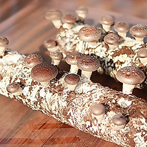 Back to the Roots Organic Shiitake Mushroom Kit; Great Gift; Easy for Beginners, for Indoor Growing