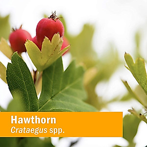 Herb Pharm Hawthorn Blend Liquid Extract for Cardiovascular and Circulatory Support, 1 Fl Oz